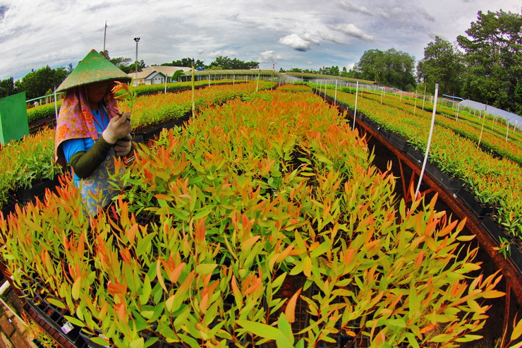 Tanaman Industri Berupa - Perumperindo.co.id