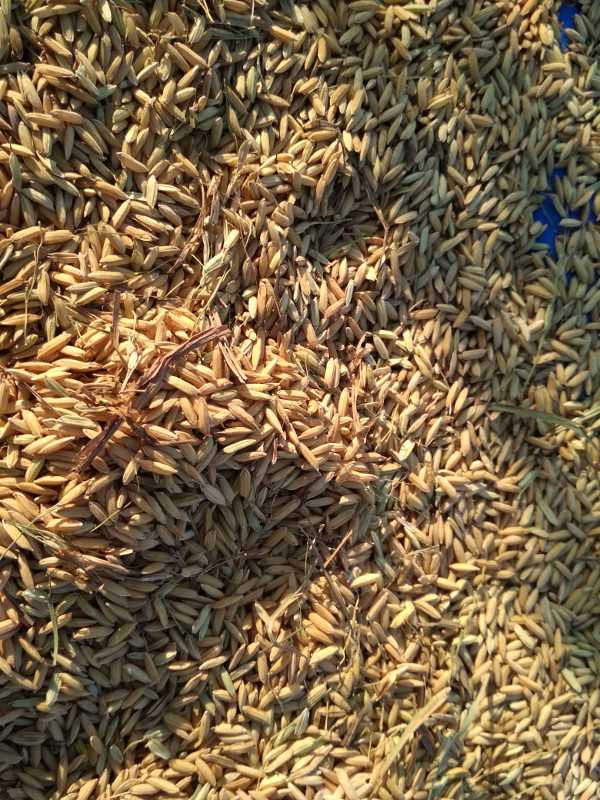 Begini Gambar Tanaman Padi Yang Terserang Tungro Terpopuler - Informasi ...