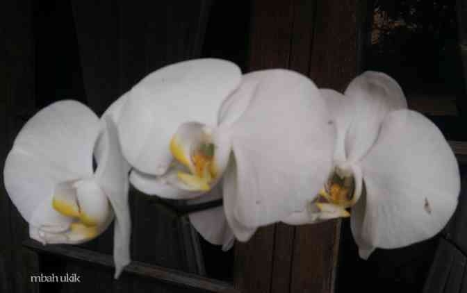 33+ Contoh Puisi Tentang Bunga Anggrek yang Lagi Viral - Informasi ...