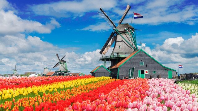 Setangkai Bunga Tulip Belanda