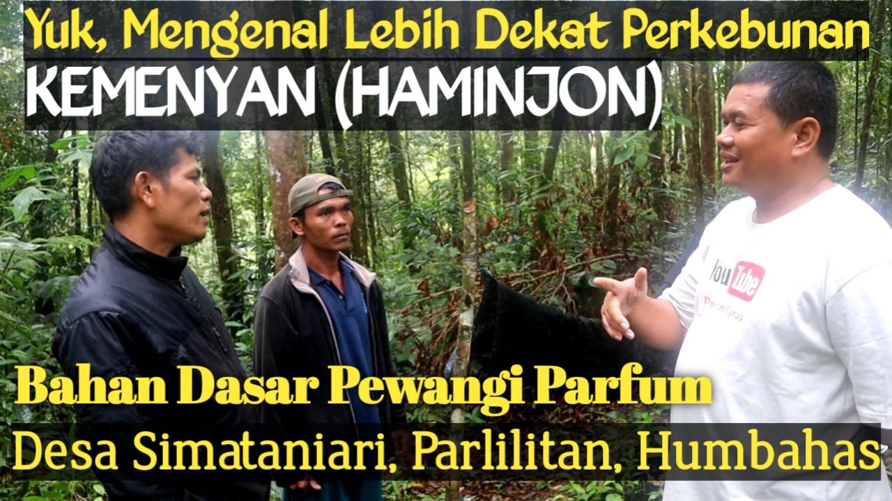 Pohon Kemenyan Sumatera