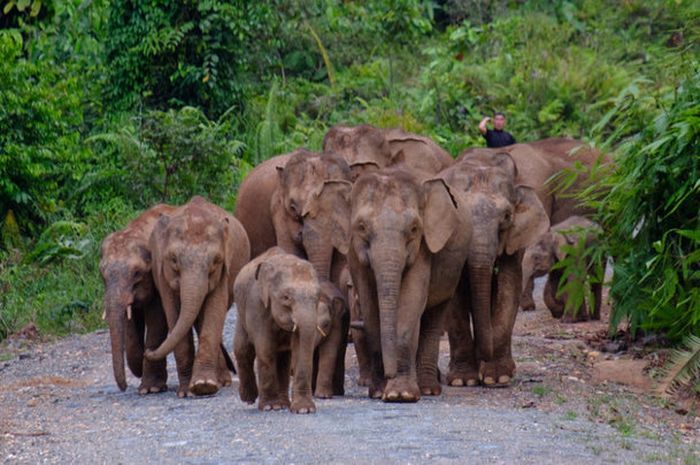Kenangan Kisah-kisah Unik Gajah Kerdil Kalimantan di Nunukan Halaman 1 ... Kenangan Kisah-kisah Unik Gajah Kerdil Kalimantan di Nunukan Halaman 1 ...