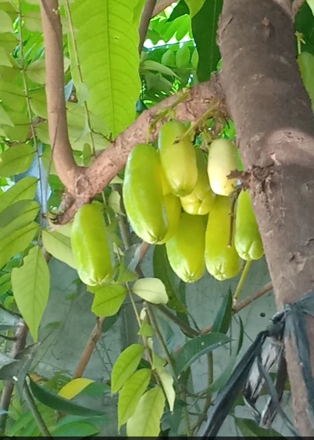 Pohon Belimbing Wuluh
