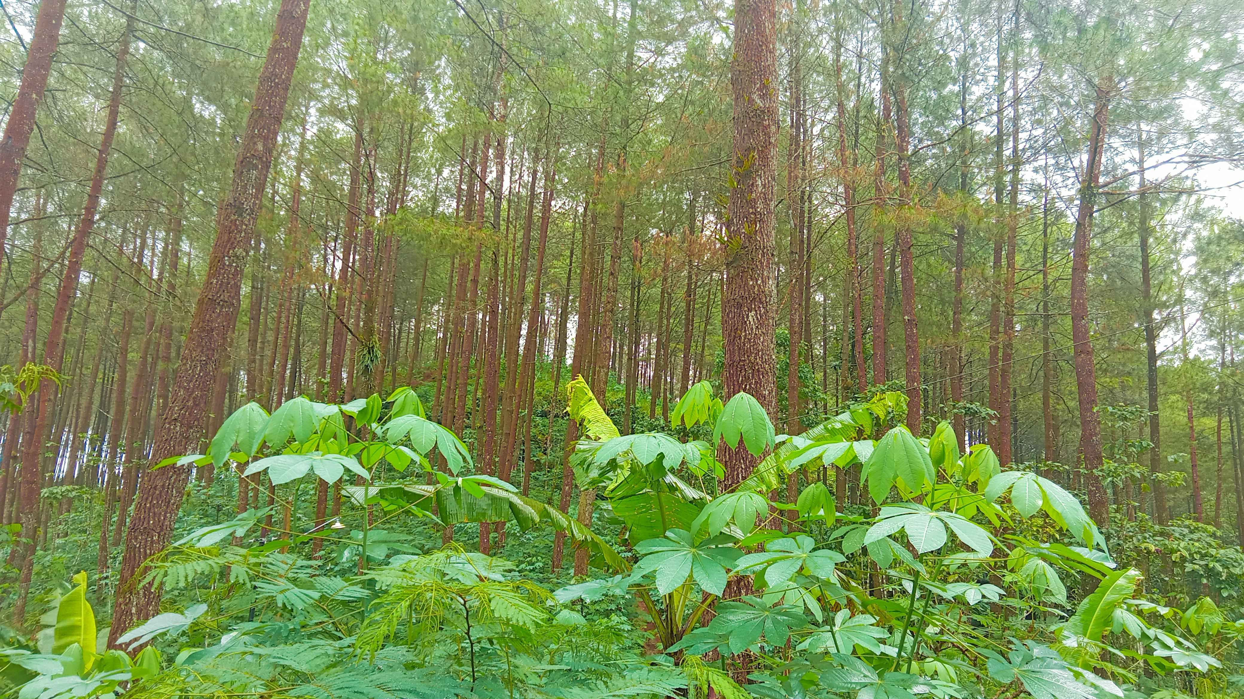 Pohon Pinus