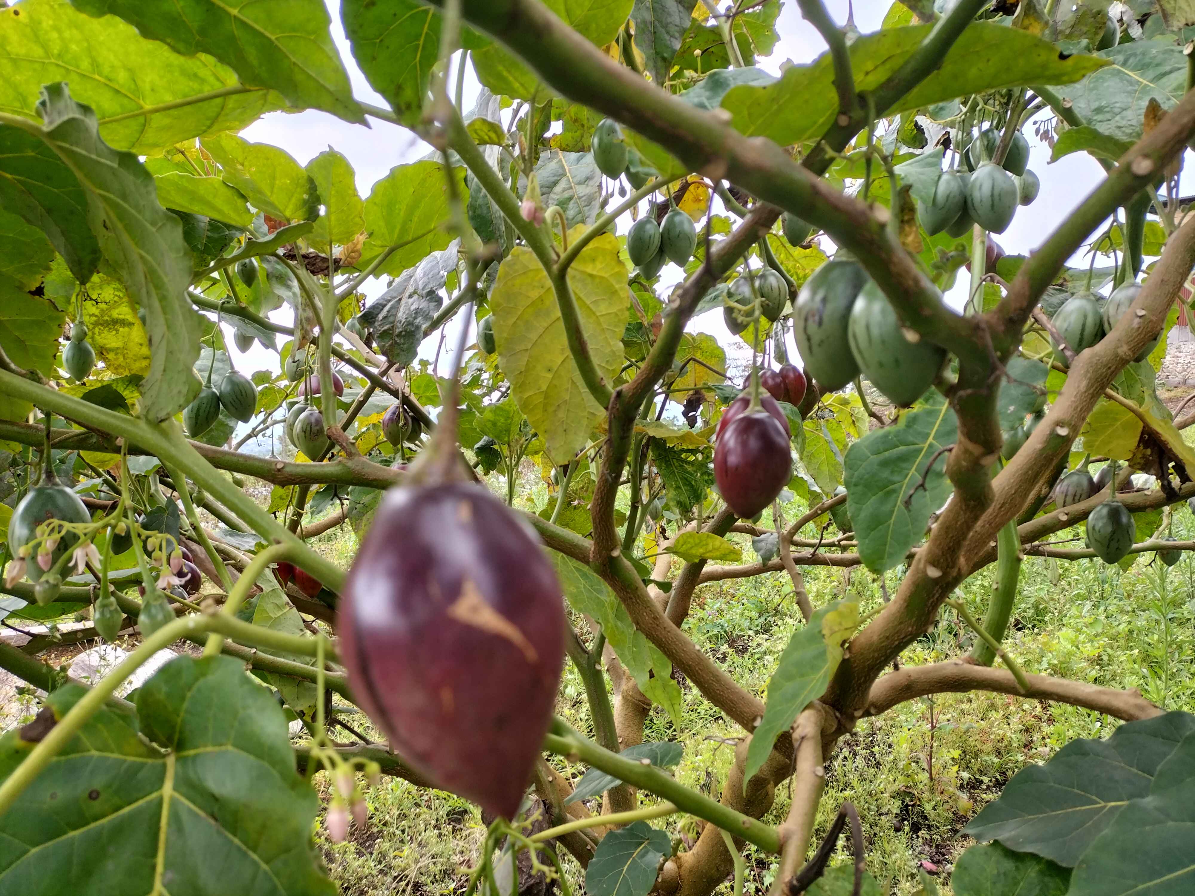 Pohon Terong Belanda
