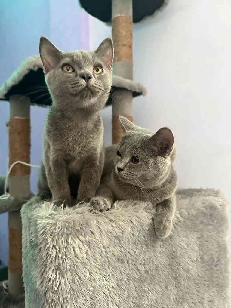 Kucing Paling Malas Di Dunia