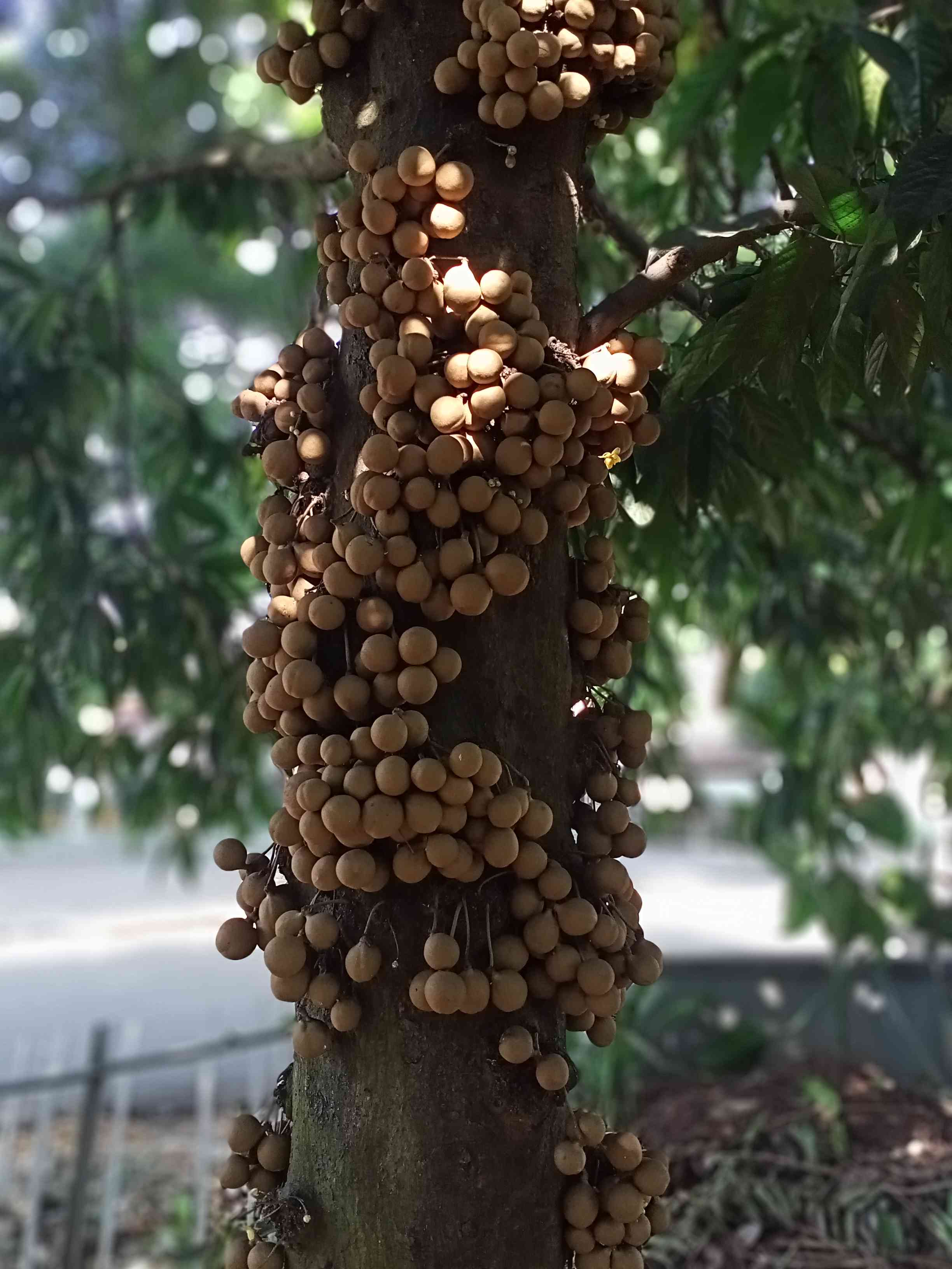 Pohon Buah Lata Isi Makalah Hama Penghisap Buah Kakao | PDF