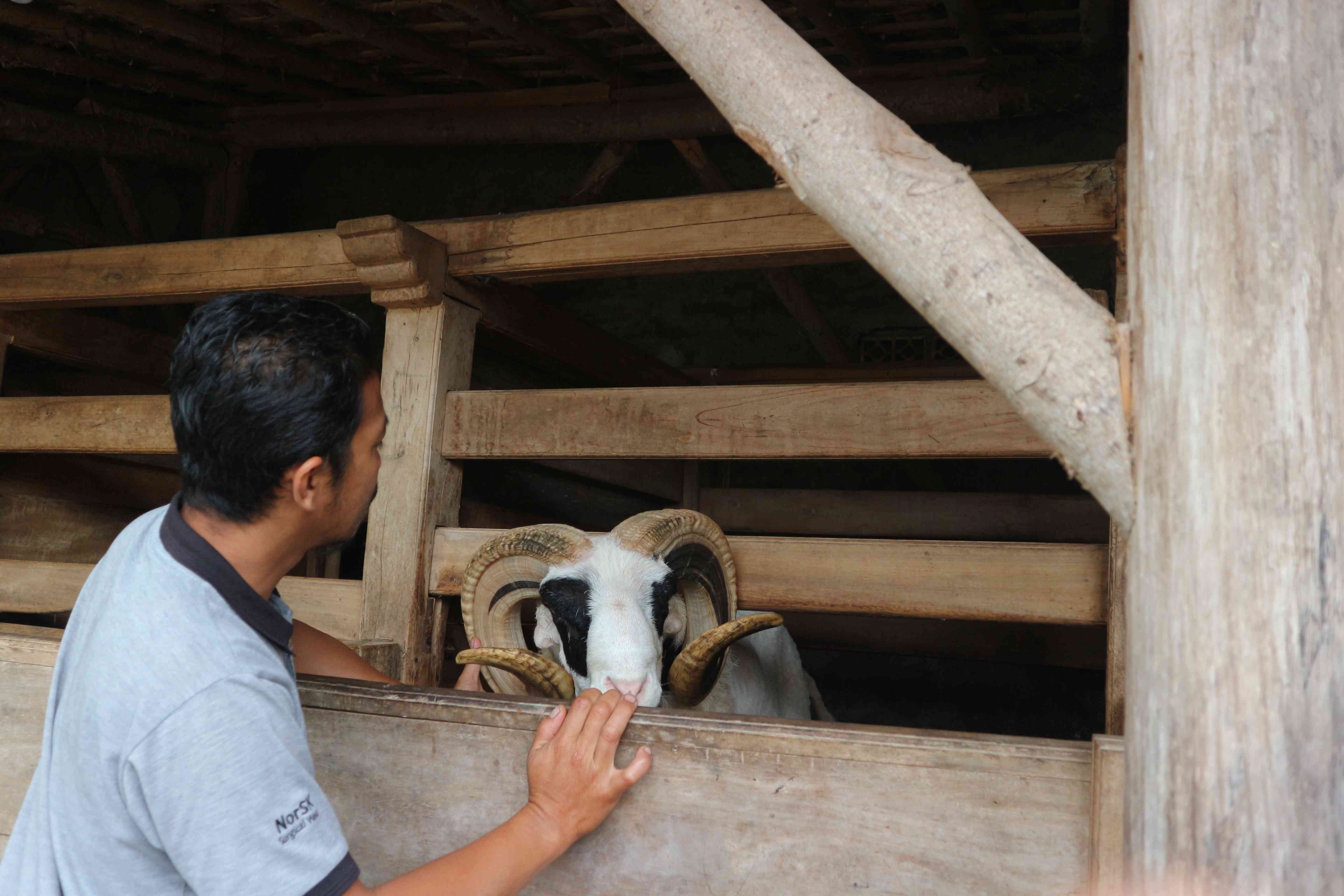 Domba Garut Aduan Seni Adu Domba Garut Wikipedia Bahasa Indonesia,