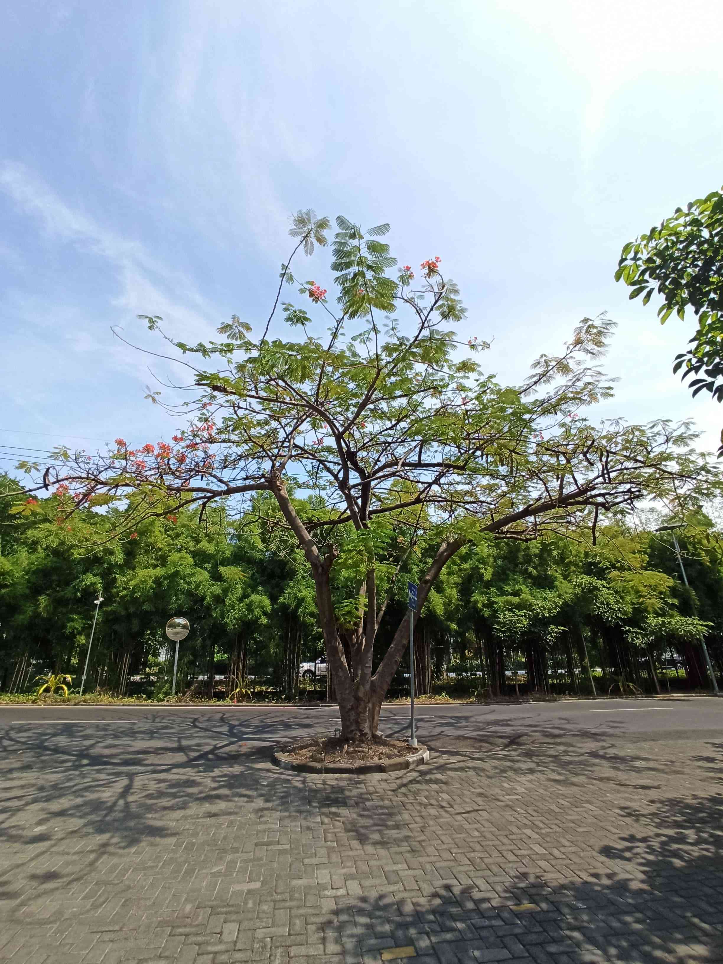 Pohon Flamboyan Adalah