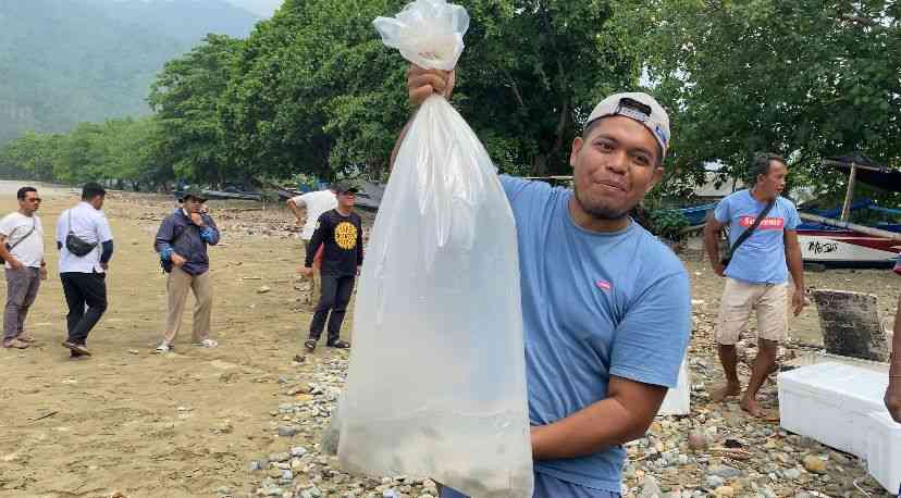Restocking 10 Ribu Benih Ikan Kerapu di Pantai Lenggoksono, Upaya ... Restocking 10 Ribu Benih Ikan Kerapu di Pantai Lenggoksono, Upaya ...