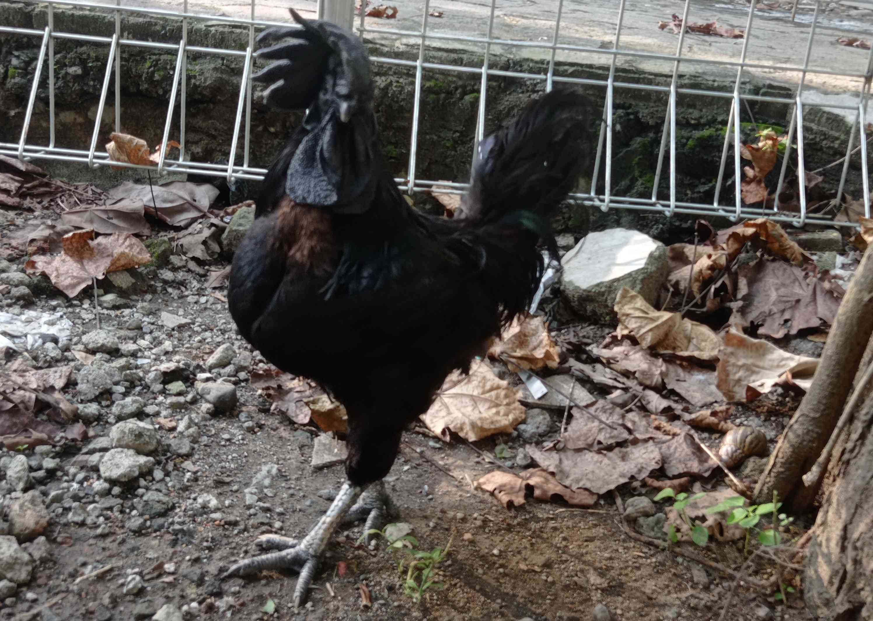 Darah Ayam Cemani Untuk Ritual